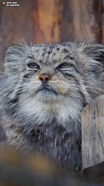 Манул Намика смотрит по сторонам. Ленинградский зоопарк