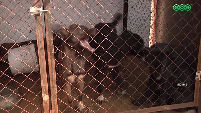 В Уфе может появиться приют для бездомных собак