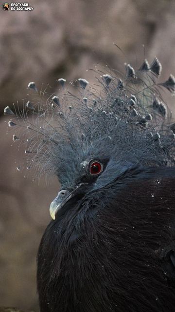 Венценосный голубь. ЭКзоопарк, Санкт-Петербург