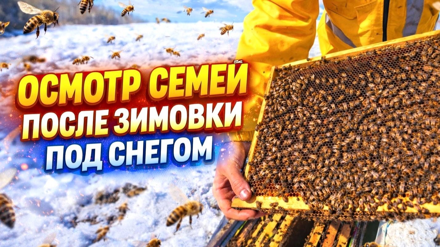 Осмотр семей после зимовки под снегом