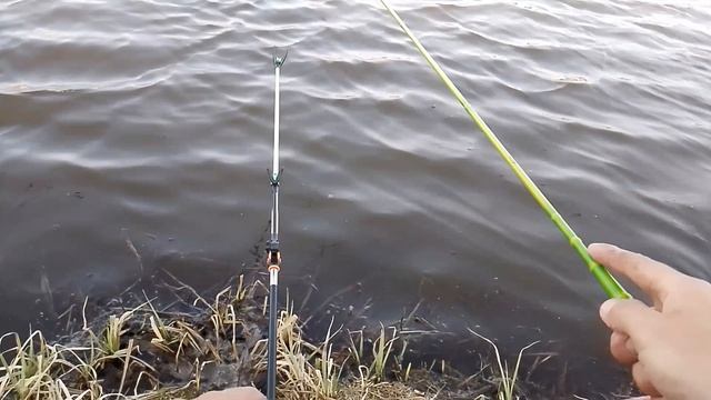 Сегодня порыбачил на поплавок🎣 Насадка тесто, подловил карасиков и поймал два хороших ротана.