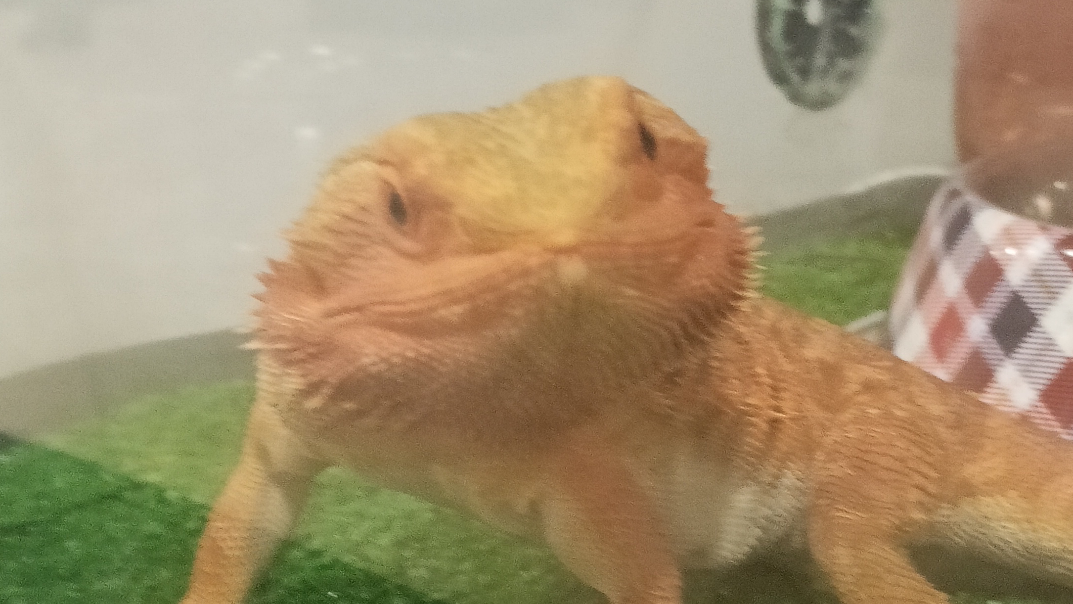 самый глупый свин на свете 🤣