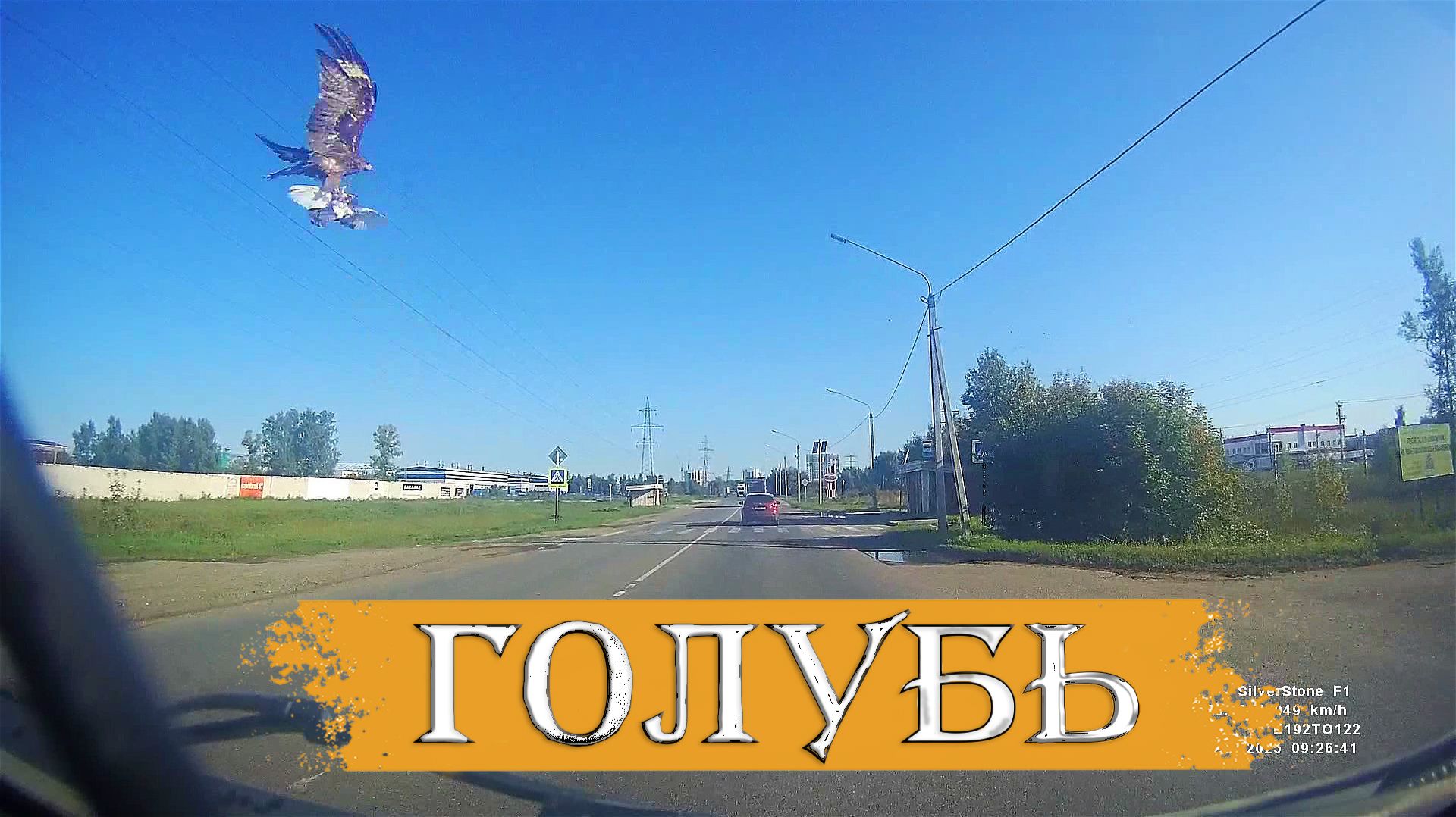 "Голубь"