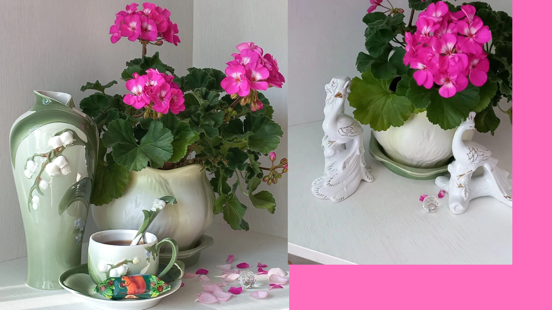 Карликовая Пеларгония Фотосесия