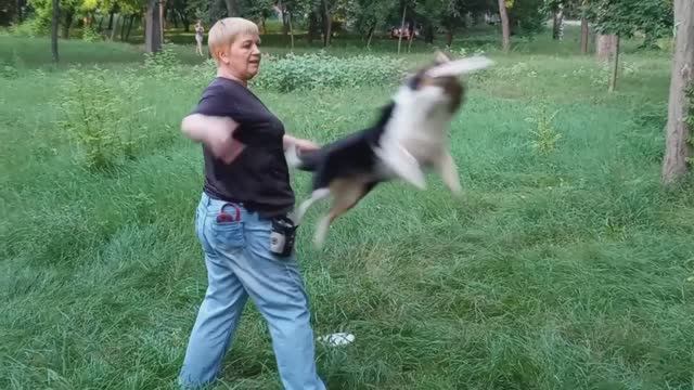 Дог Фрисби Фристайл -Тренировка с Вольтом