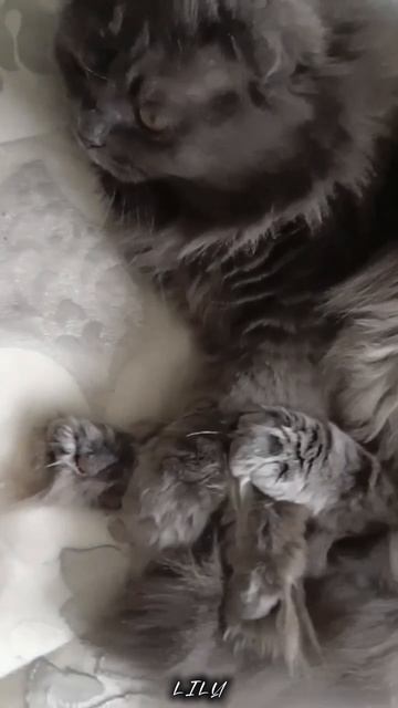 Мафия на отдыхе