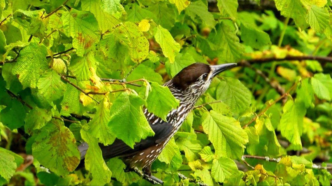 Птица Кедровка ( полная версия )