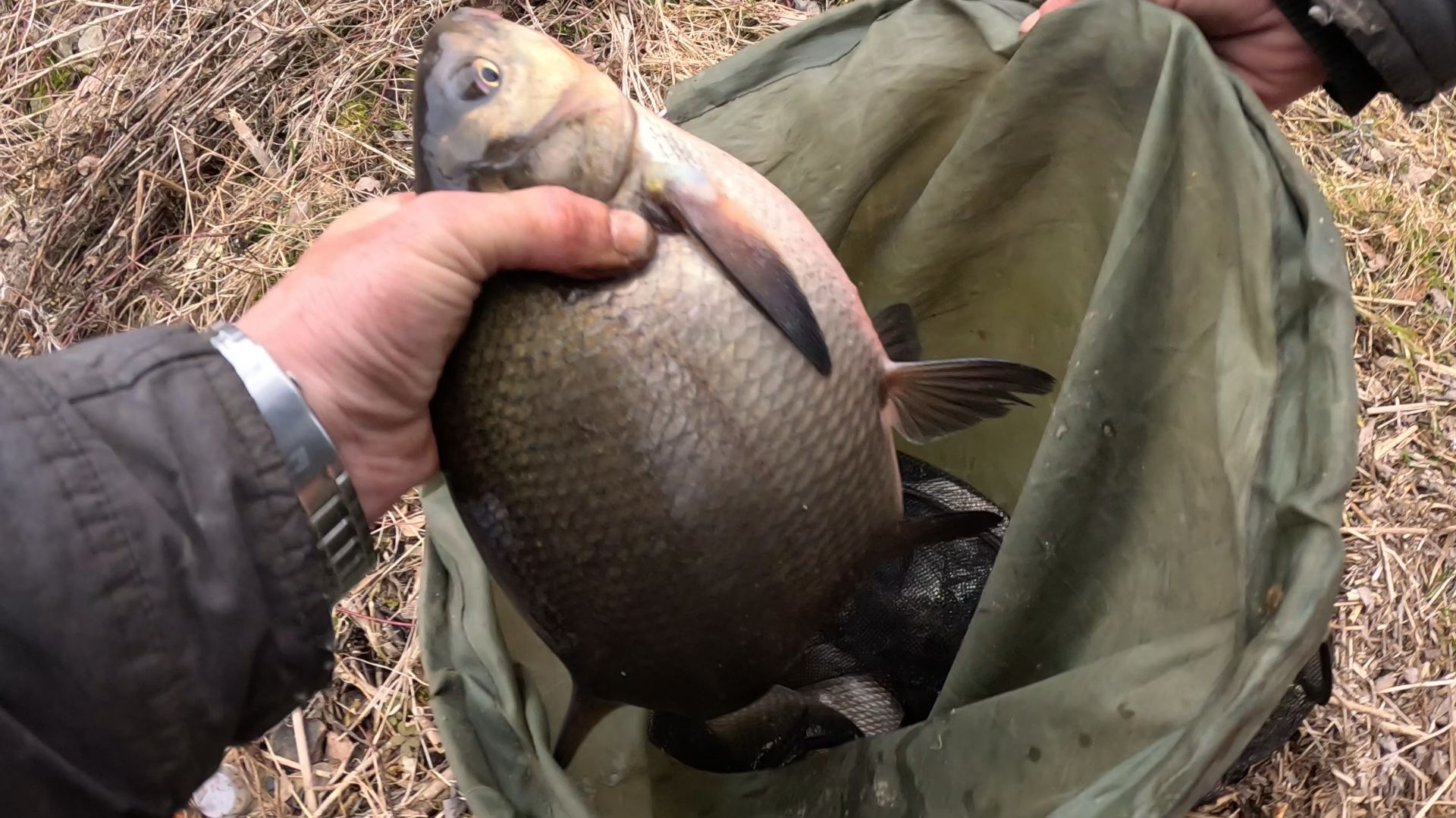 Река радует! Фидерная рыбалка на леща.