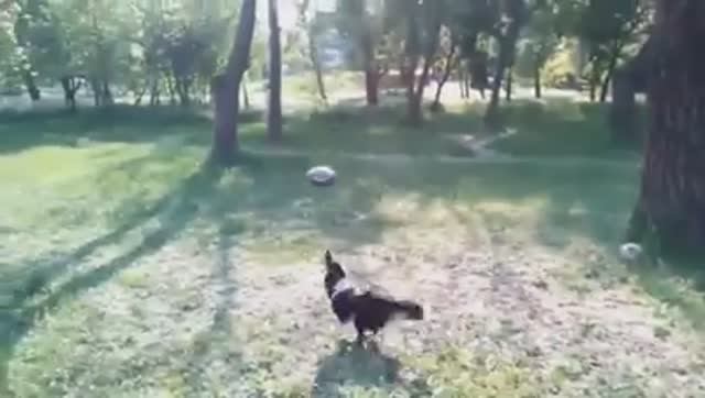 Дог Фрисби - Обучение - Двойной бросок