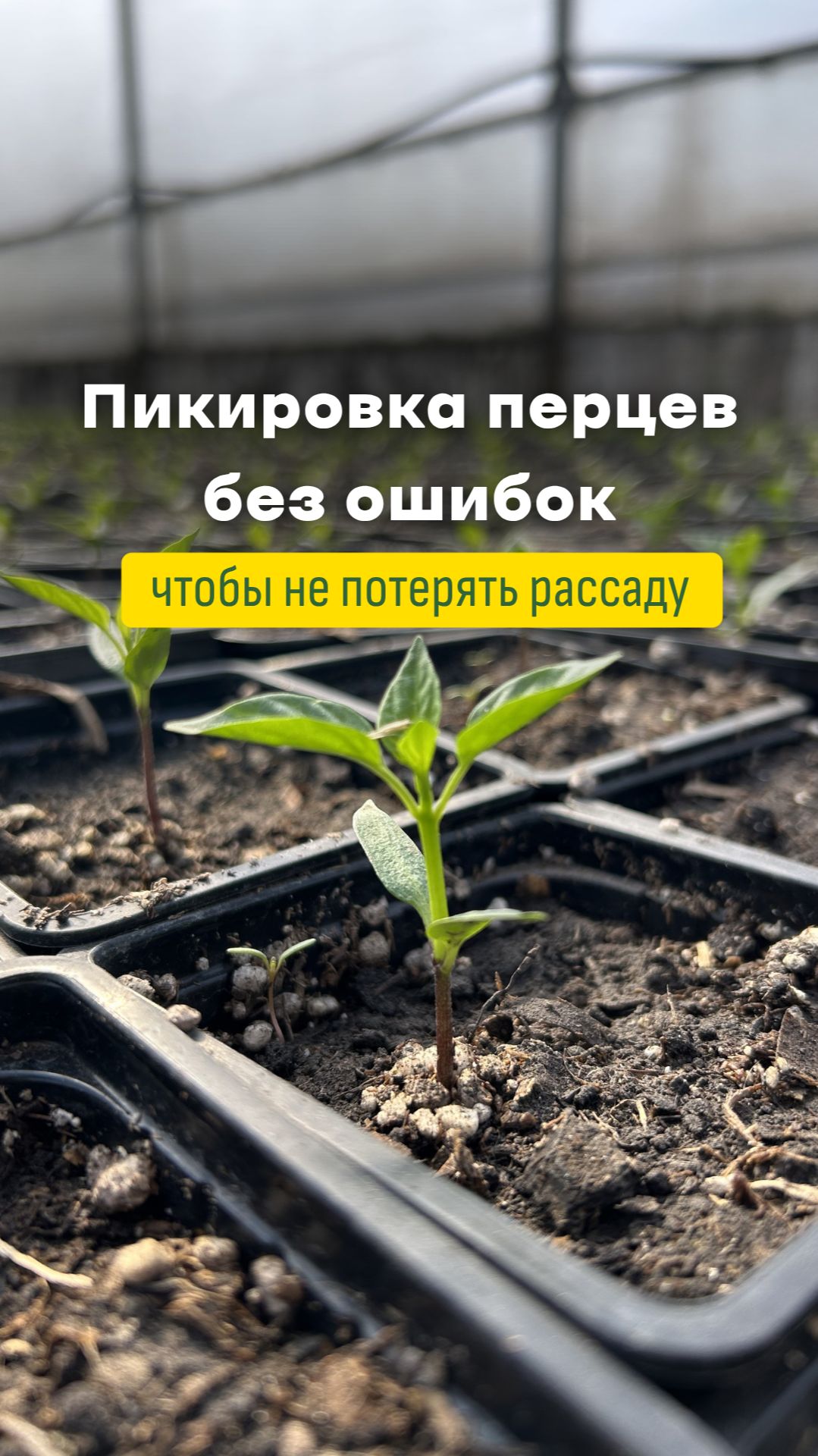 Пикировка перцев без ошибок.