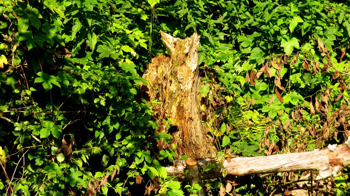 Природа Новгородской области