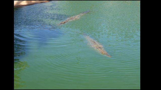 Тунис. крокодиловая ферма
