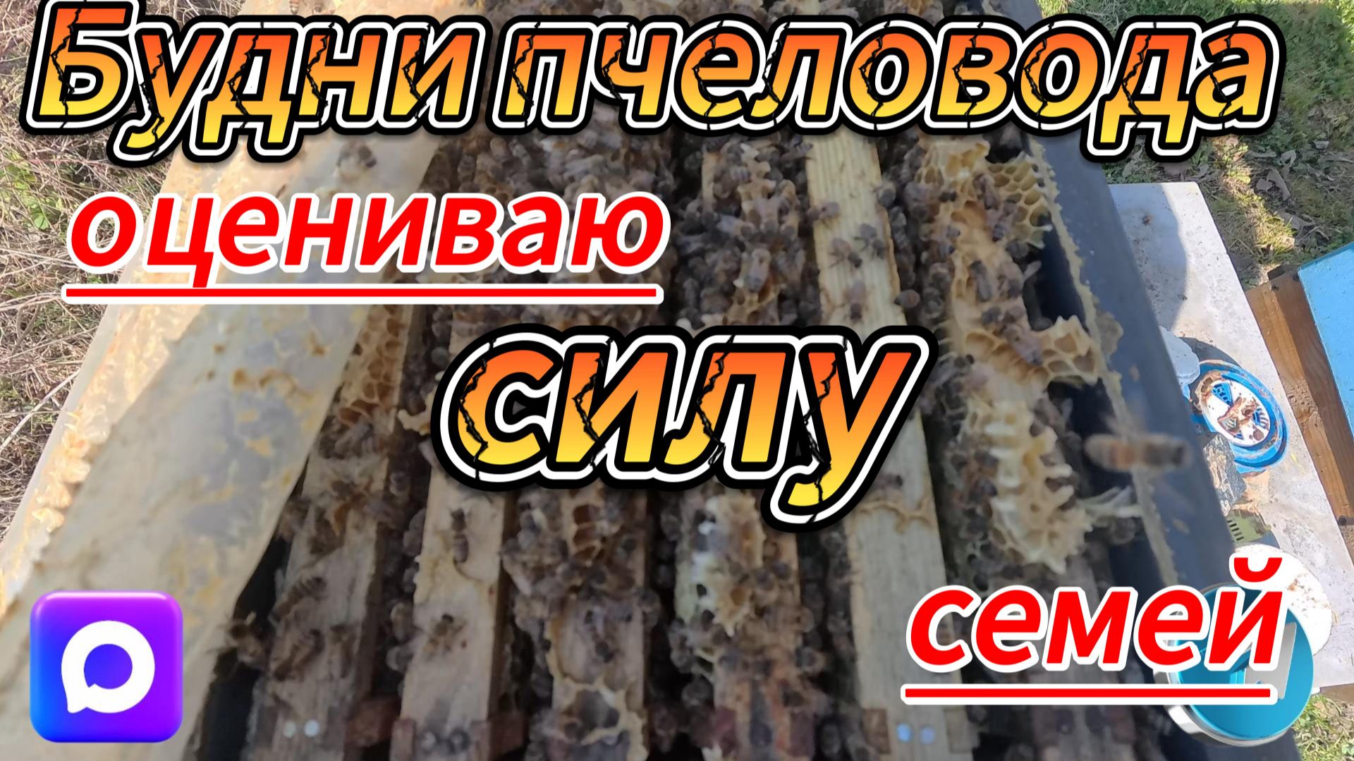 Оцениваю силу, корм у пчелок #пчеловодство #топ