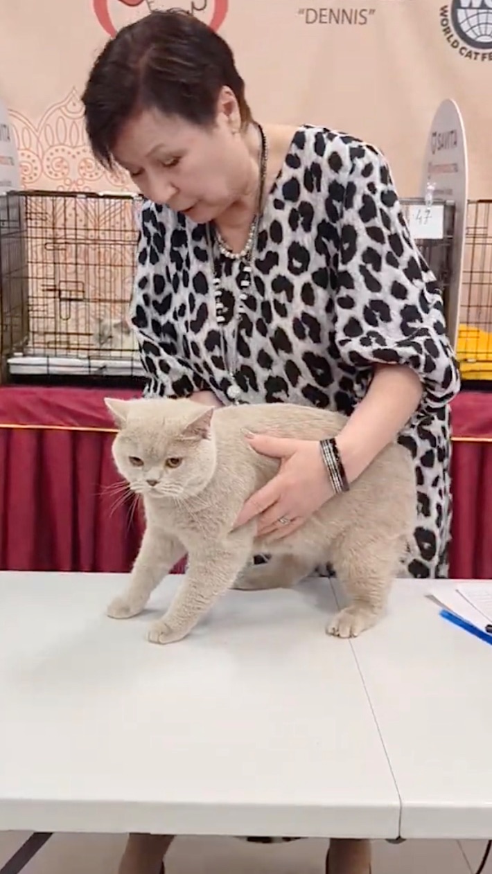 Дженнифер на WCF ринге 11апр.2026