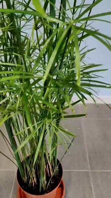 Циперус зонтичный / Очереднолистный, сыть - отбираем для вас лучшие растения!