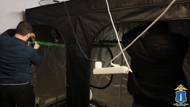 Ульяновские полицейские выявили факт незаконного культивирования и хранения наркосодержащих растений