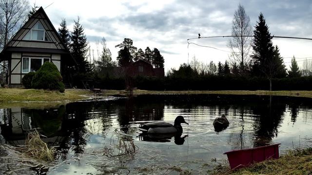 Кормушка для уток