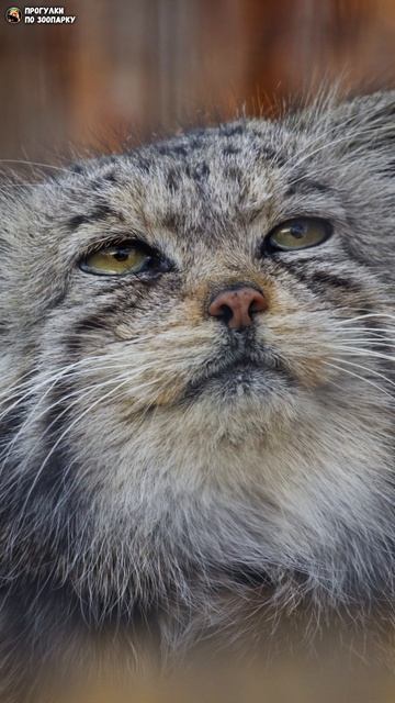 Манул Намика борется со сном. Ленинградский зоопарк