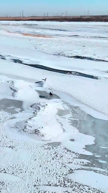 Заяц чудесное спасение 🐰 🐶 #Погоня #заяц #гончыи