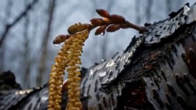 🌱⚡ ВЕСНА ВЗРЫВАЕТ: Когда природа включается на полную! 🔥🌿