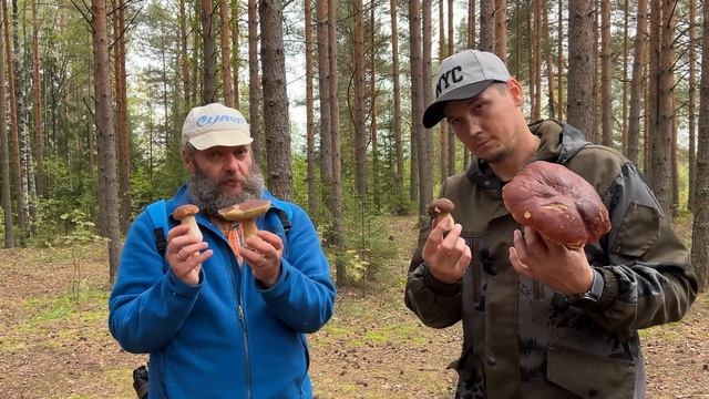 Собираем грибы в лесу: что брать, а что лучше оставить