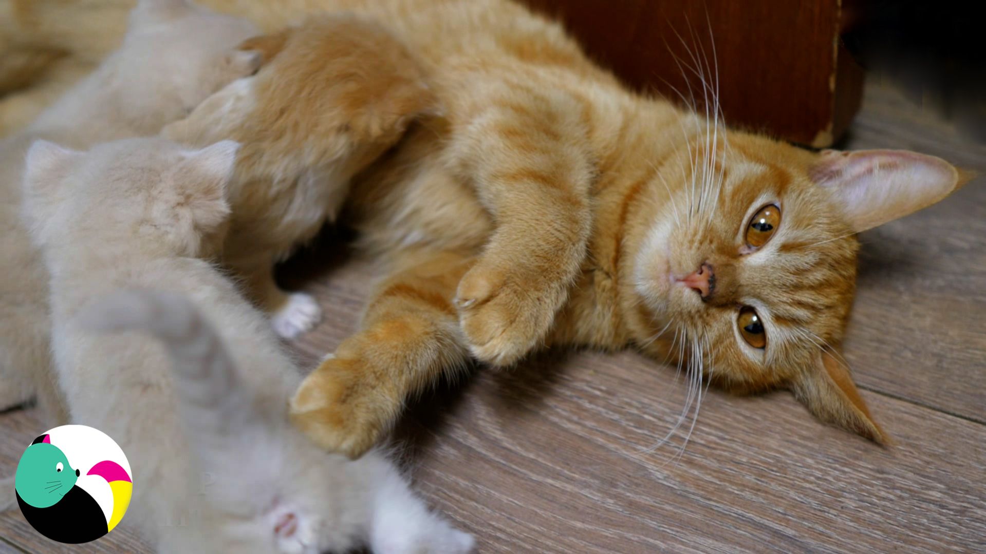 Мама-кошка кормит своих котят молоком, защищая и обогревая их рядом с собой в тёплом гнезде.