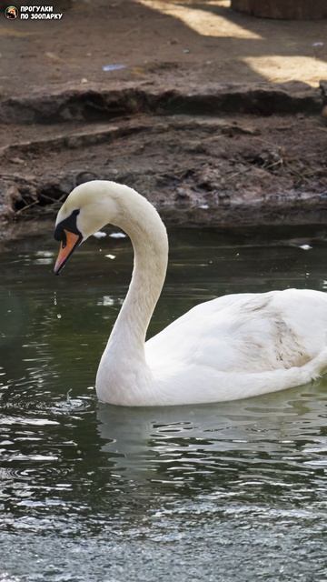Весенний лебедь. Ленинградский зоопарк