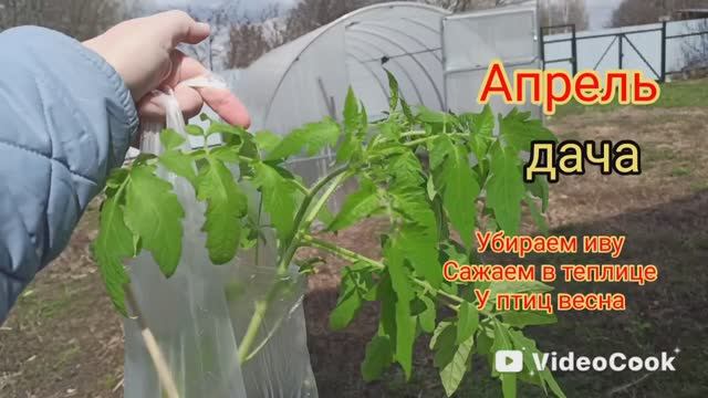 Дача, апрель. Уборка, посадки в теплице. Выпуск 6/2026