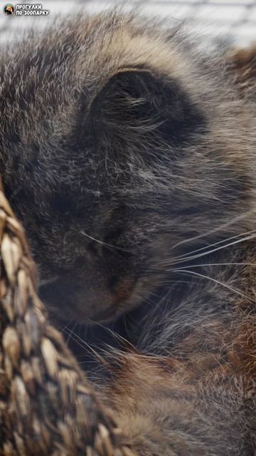 Манул Шу умывается в гамаке. Ленинградский зоопарк