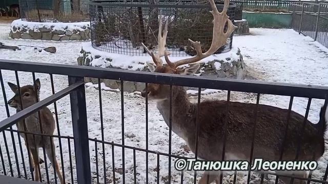 Парк львов, Тайган