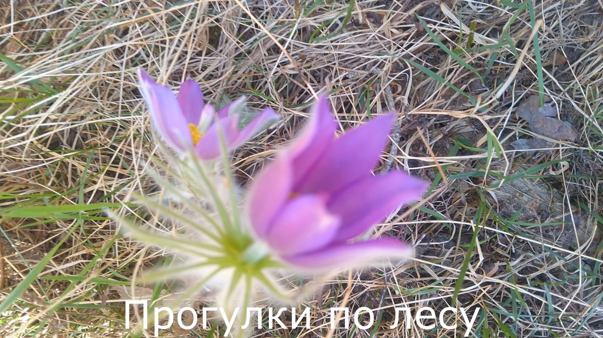 Прогулки по лесу. Ищу Прострел. Занесен в Красную книгу.
