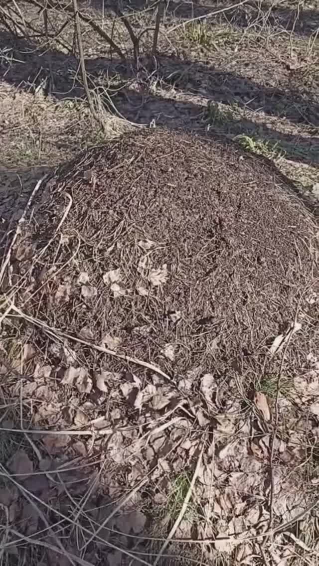 Просыпается лес весной.