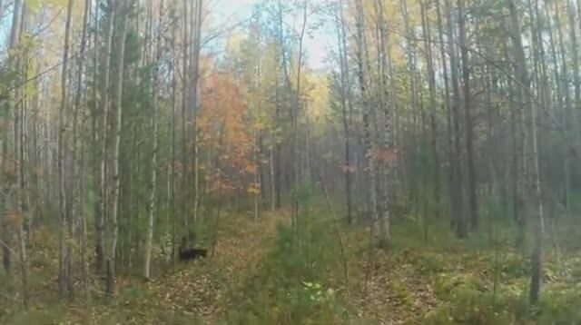 Пошли с Пальмой за грибами. Первый выход моей лайки в лес, первый выстрел. 10.09.22.