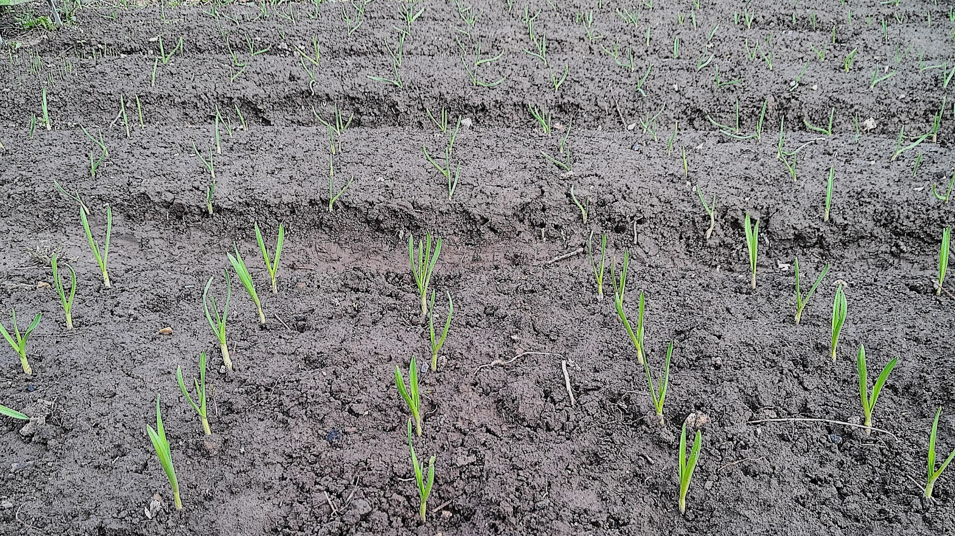 Озимый чеснок весной