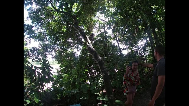 Колумбия: Остров обезьян