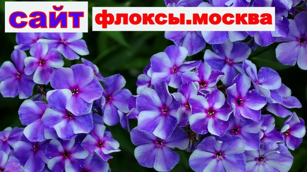 ФЛОКС ВЕЧЕРНЯЯ ГЖЕЛЬ. Не флокс а фарфор. Синяя сказка на белом