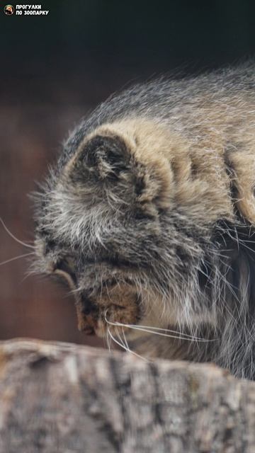 Манул Пепе посмотрела по сторонам и уселась отдыхать. Ленинградский зоопарк