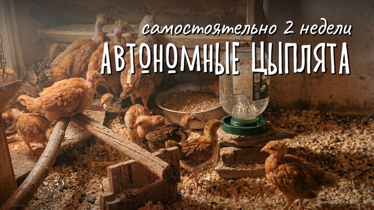 Автономное содержание цыплят: как я оставляю 22 цыплёнка на неделю и всё работает 🐥💦🌿