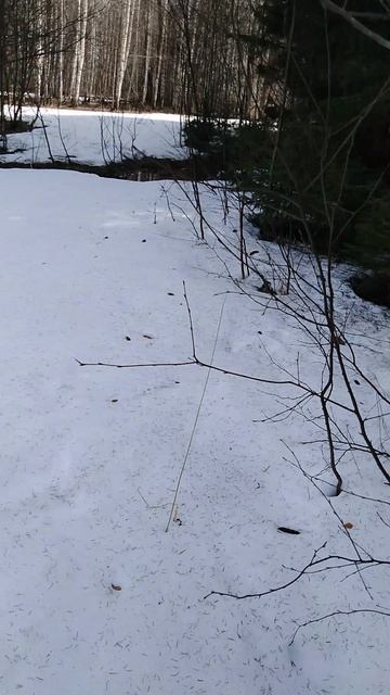 ✔Маленькие ёлки✔