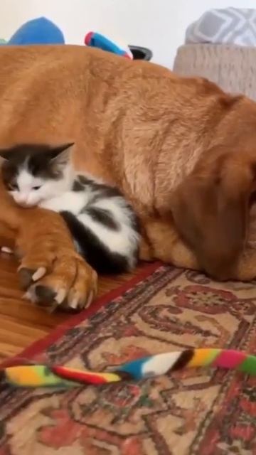 Друзья навек 😺