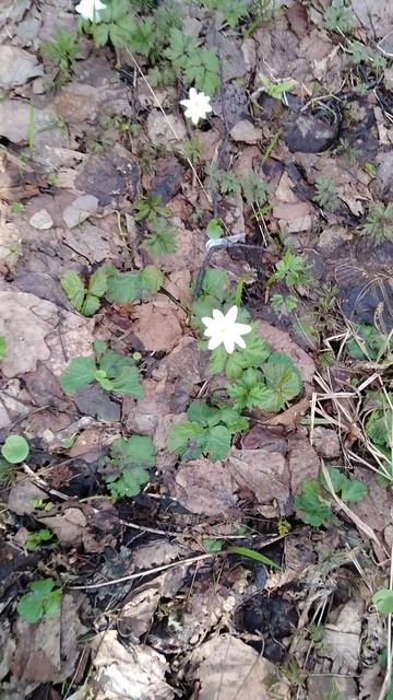 ✔Подснежники🌺✔