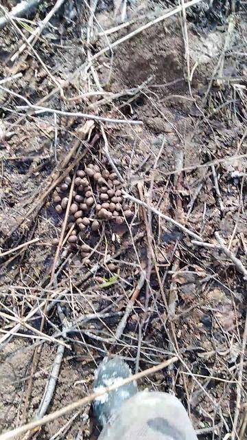 ✔Это чьи экскременты💩?