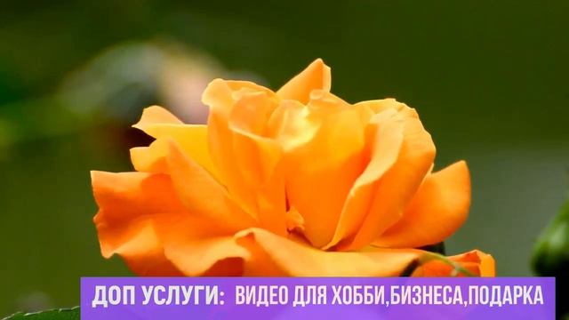 Насекомые скачайте футажи для видеомонтажа free