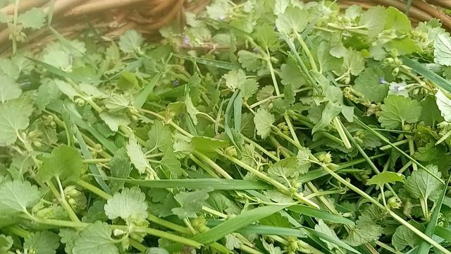 Будра плющевидная. Плетение венков. Часть 2