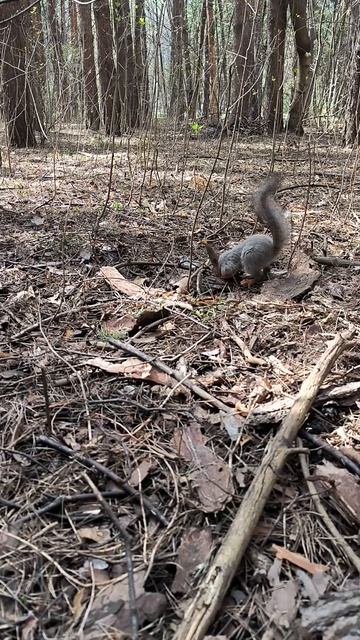 Белка прячет кедряшки