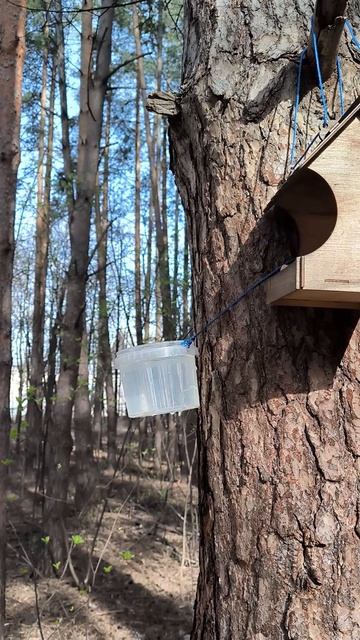 Белка проверяет кормушки