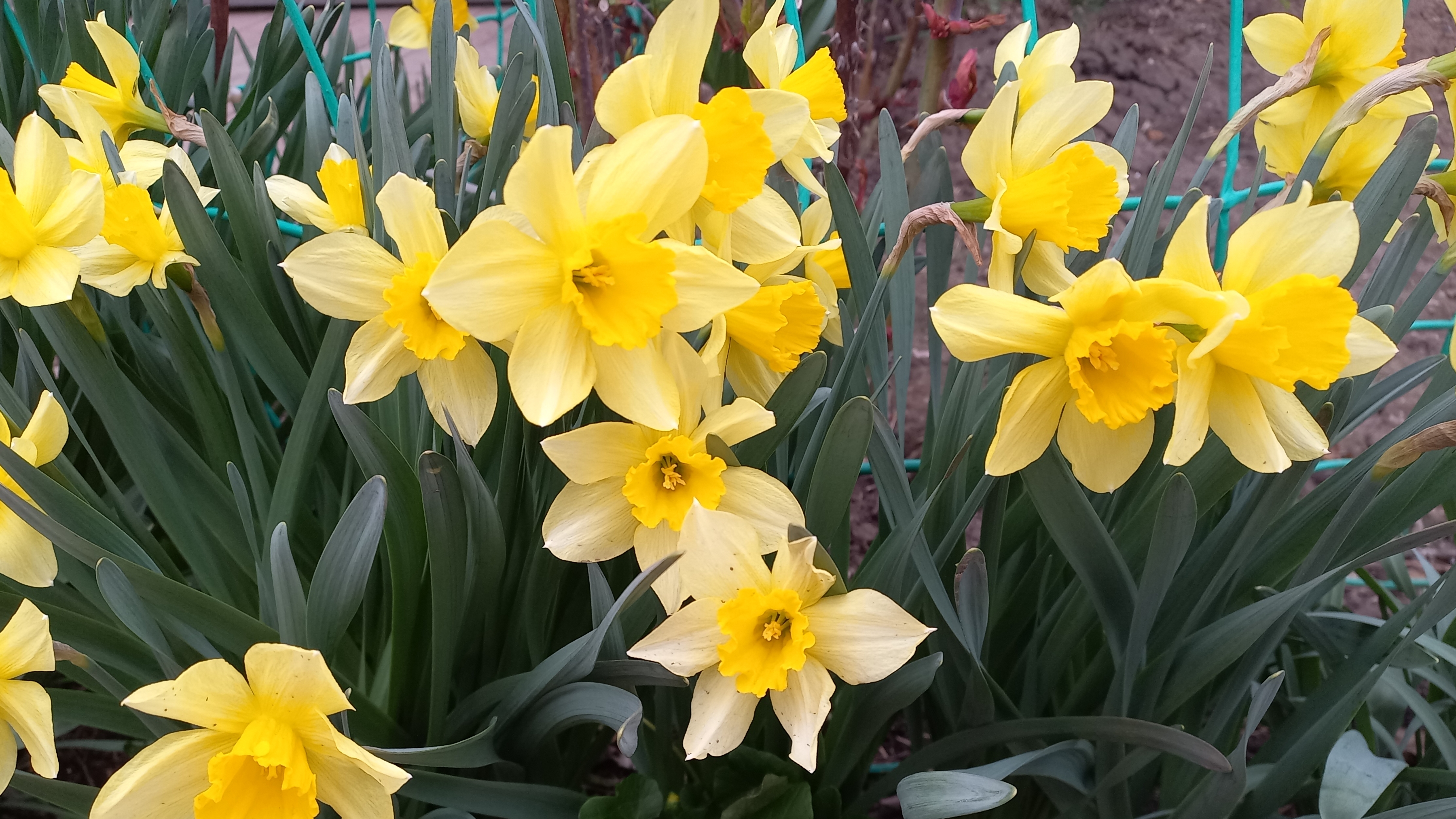 Весенний сад