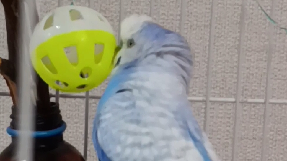 Дерзкий попугай покорил Рутуб 🦜🤯 #ангелочеккеша #viralshort #попугай