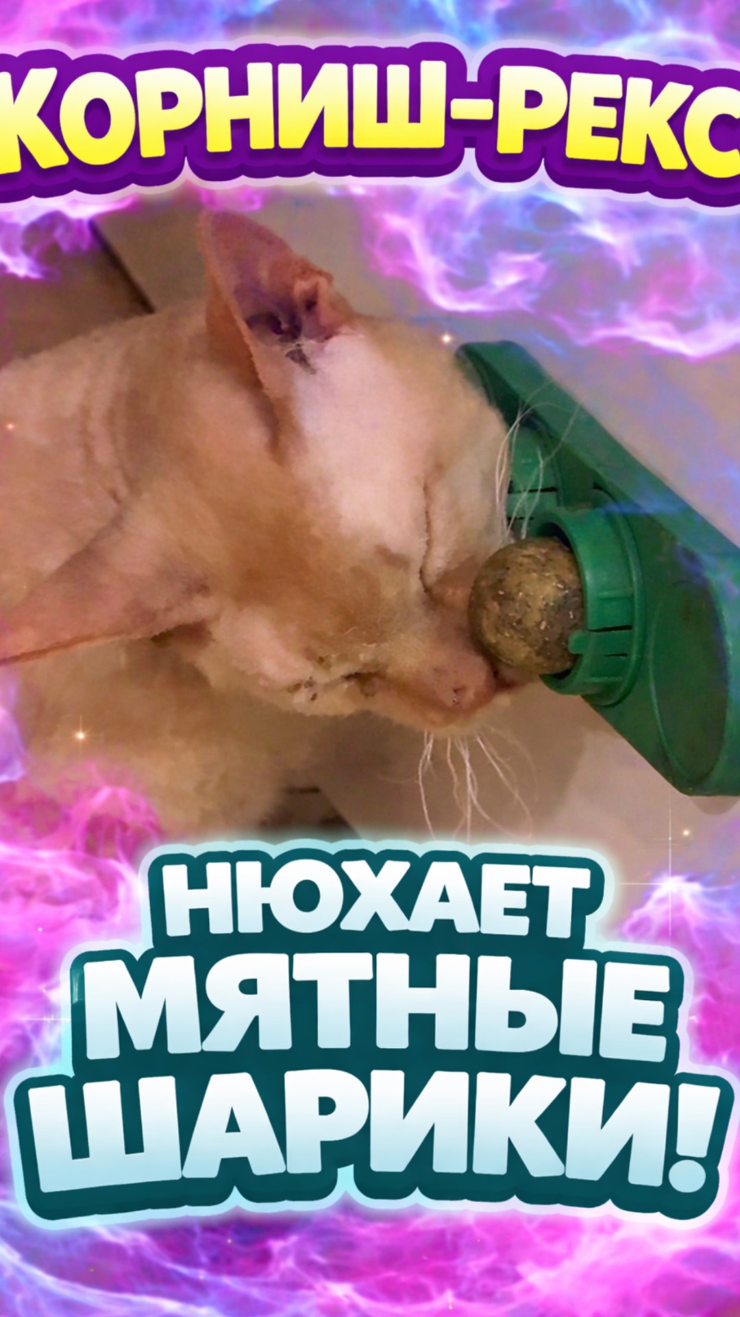 На мурмулях. Корниш-рекс Персик нанюхался мятных Шариков и началось! 😂