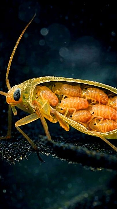 Это насекомое рождается уже беременным